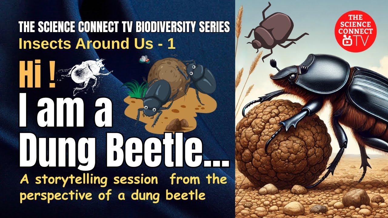 Hi ! I am a Dung Beetle! #insects #entomology - YouTube