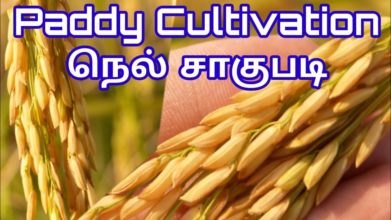 Paddy Cultivation Process | Food Rice | Agri Farm | Pasungudi Parinamam ...
