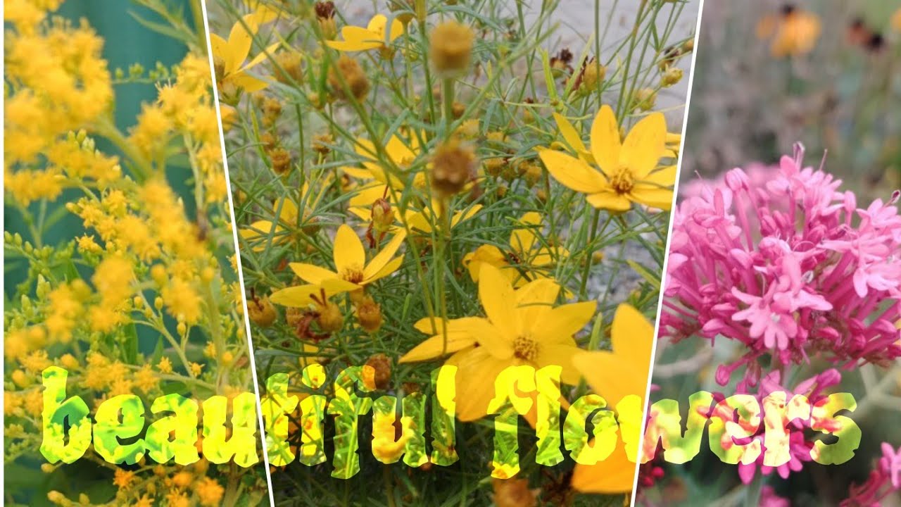 beautiful flowers in Ostrava Czech republic - YouTube