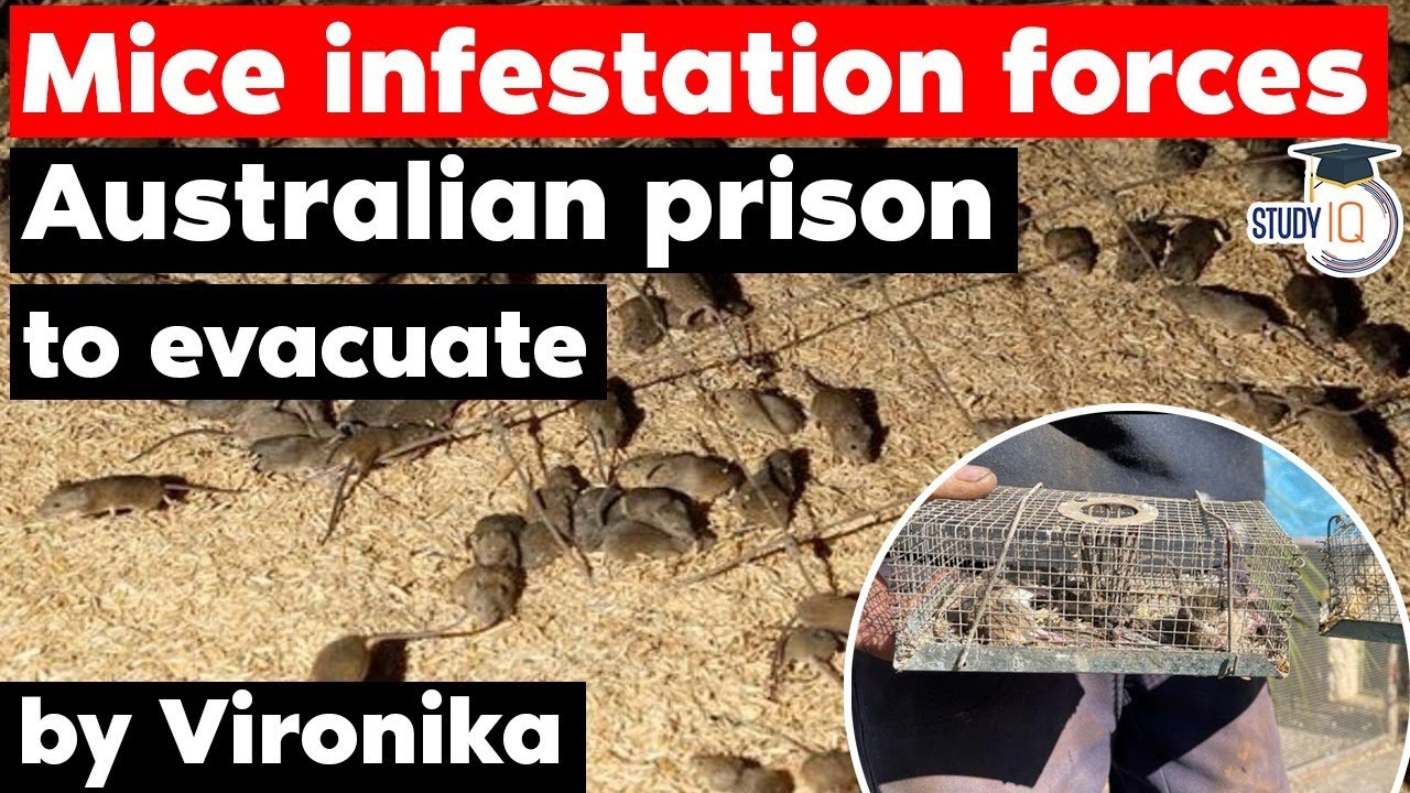 Australia Mouse Plague 2021 forces prison to evacuate staff and inmates ...