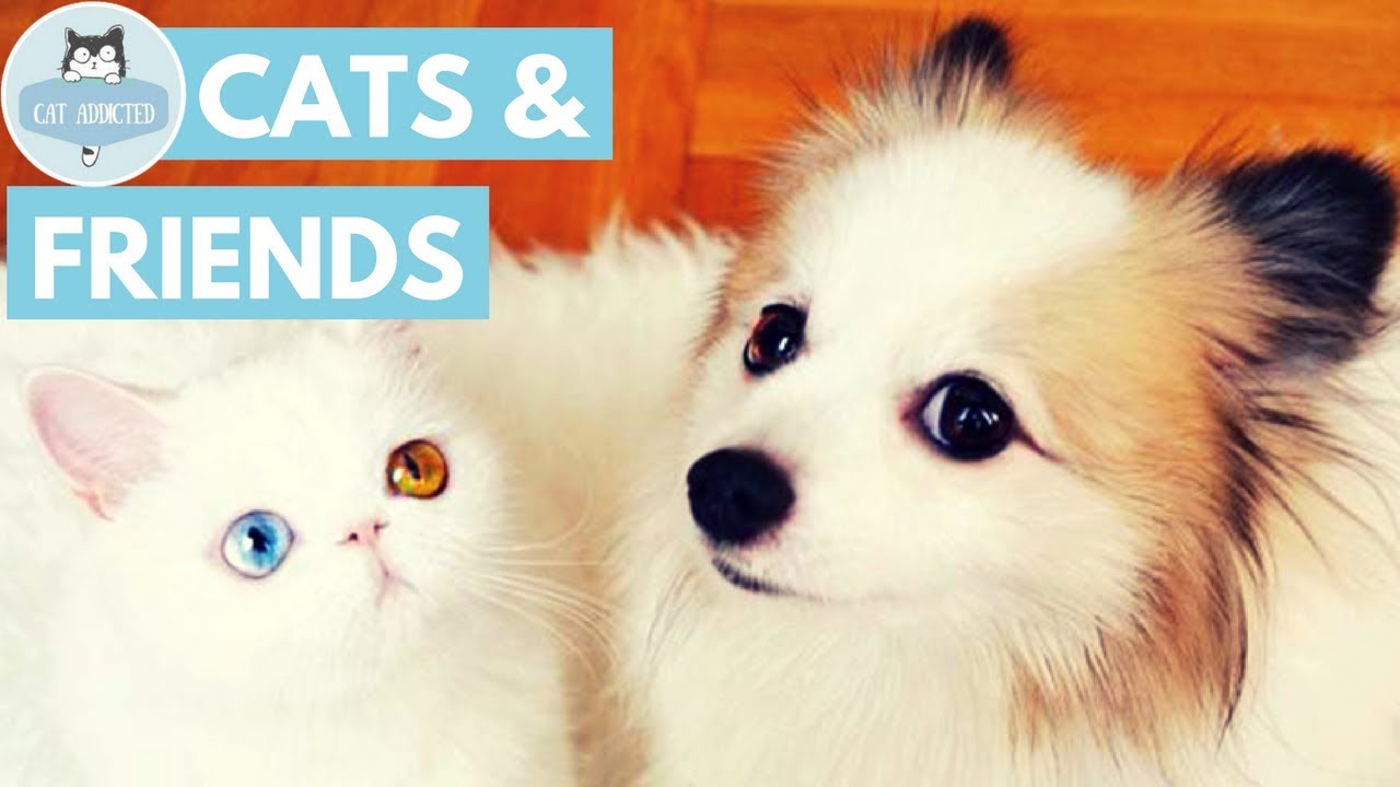 Cute Cats Best Friends Compilation - YouTube
