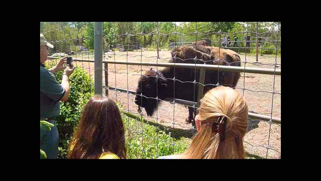 Wood Bison at The Calgary Zoo - YouTube