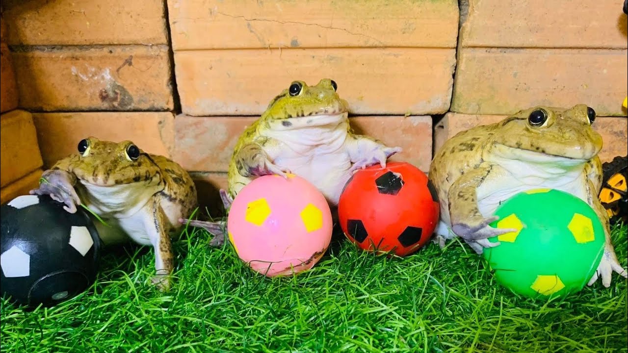 Cute frog play football , Two brothers frog are praying football 🏈 ...