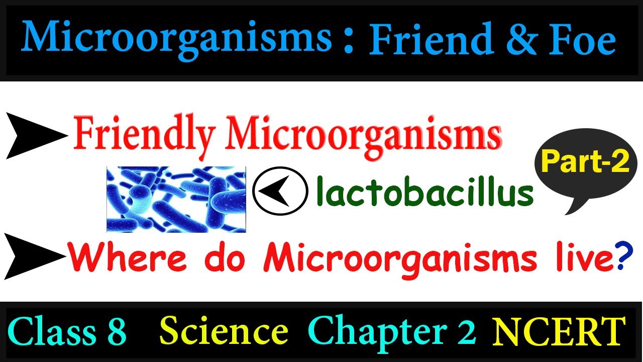 Microorganism : Microorganisms Friend and Foe || Class 8 science NCERT ...