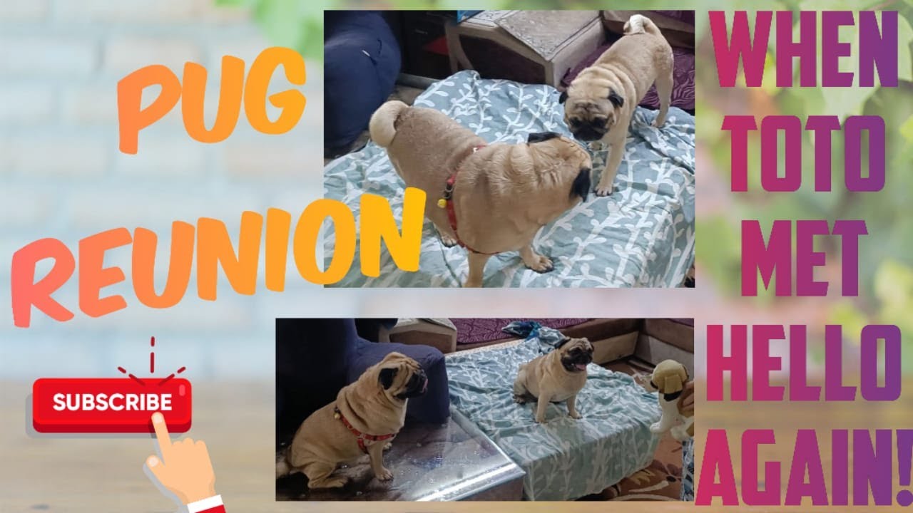 VLOG 15 | Pug Toto Meets Pug Hello After Two Years | Cute Pugs Reunion ...