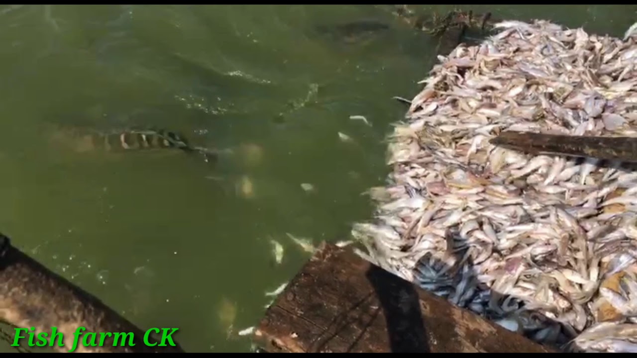 Giant snakeheads feeding | Fish farm CK of Cambodia - YouTube