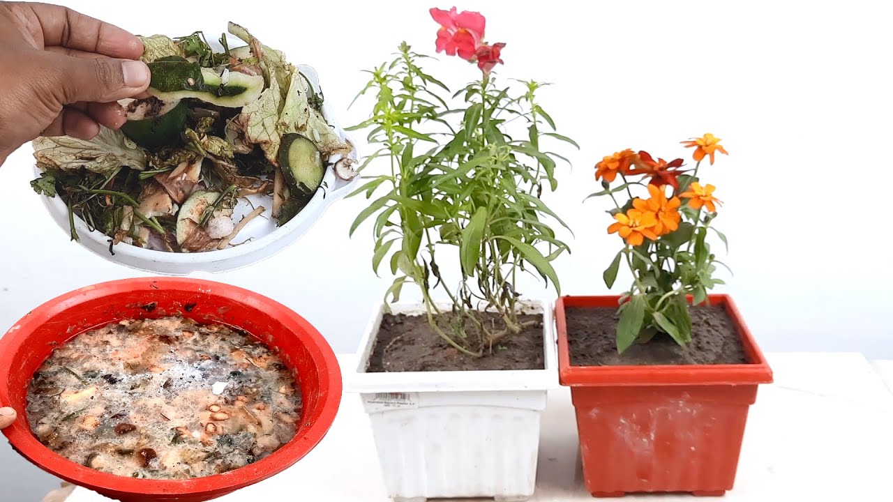 Homemade Organic Liquid fertilizer using Kitchen waste | Compost from ...