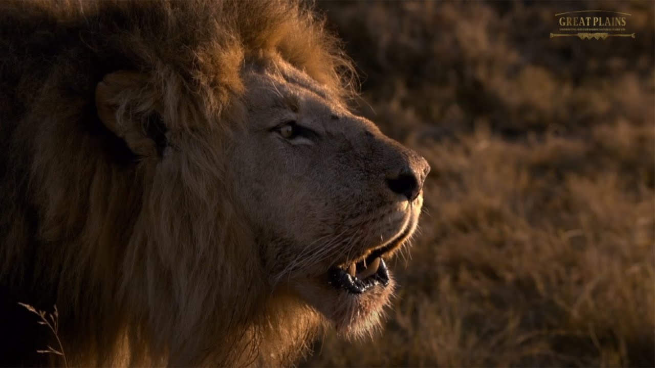 GREAT PLAINS CONSERVATION | World Lion Day - YouTube