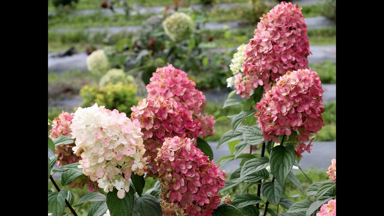 Pruning Panicle Hydrangeas - YouTube
