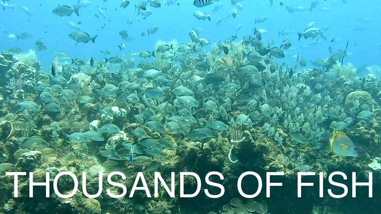 Sept ‘23: Grand Cayman - Fish Reef - YouTube
