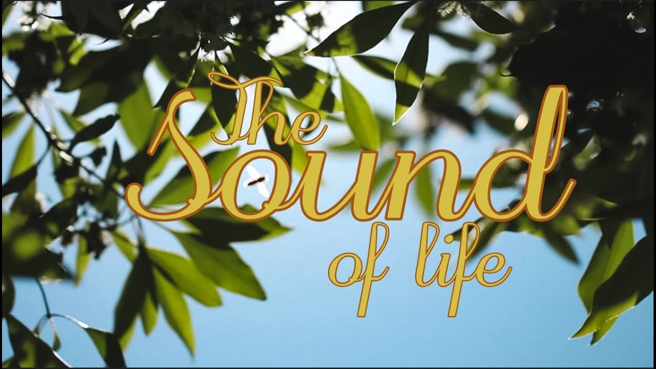 The sound of life | Cinematic still - YouTube