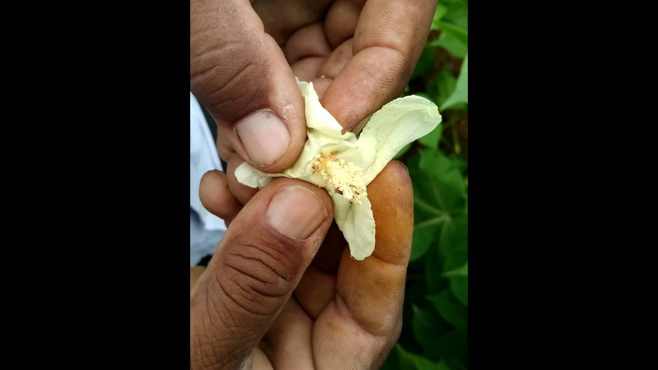 How to identify Pink boll worm damaged flower? 2nd video - YouTube