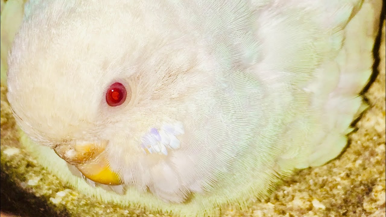 Red Eyes Budgies Parrot Breeding Progress 2021 - YouTube