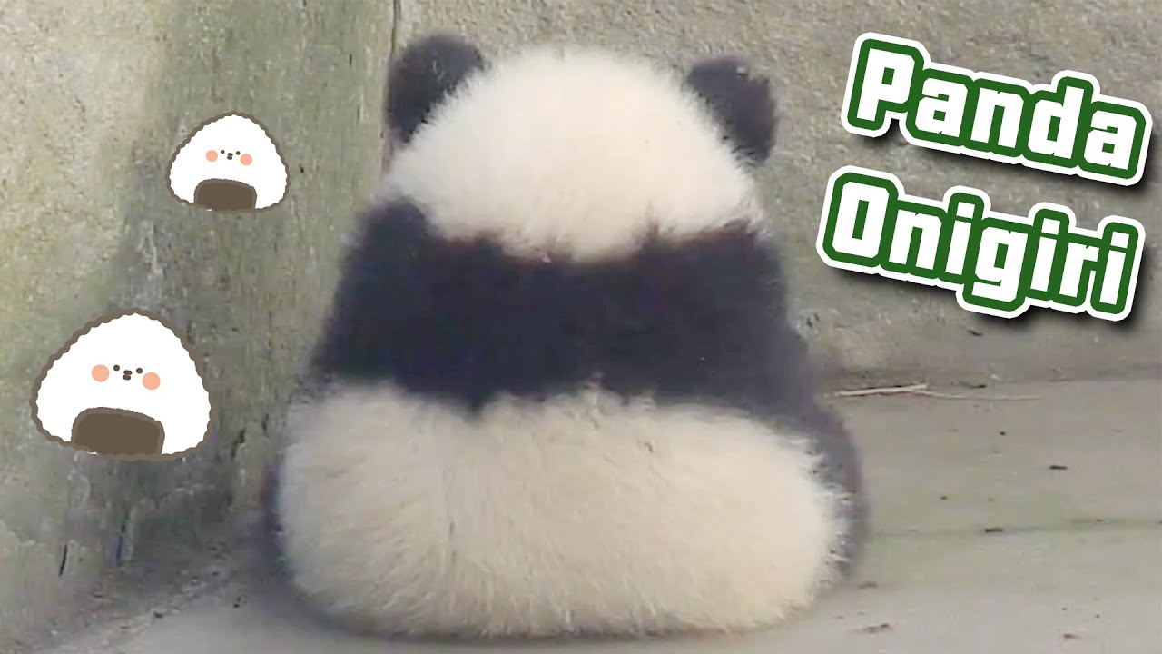 Panda Onigiri Are Too Cute To Eat | iPanda - YouTube