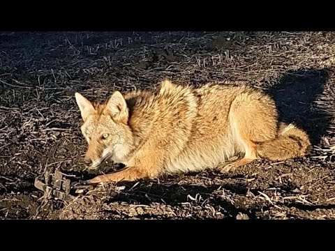 Chad Walker shares his 3 coyote location! - YouTube