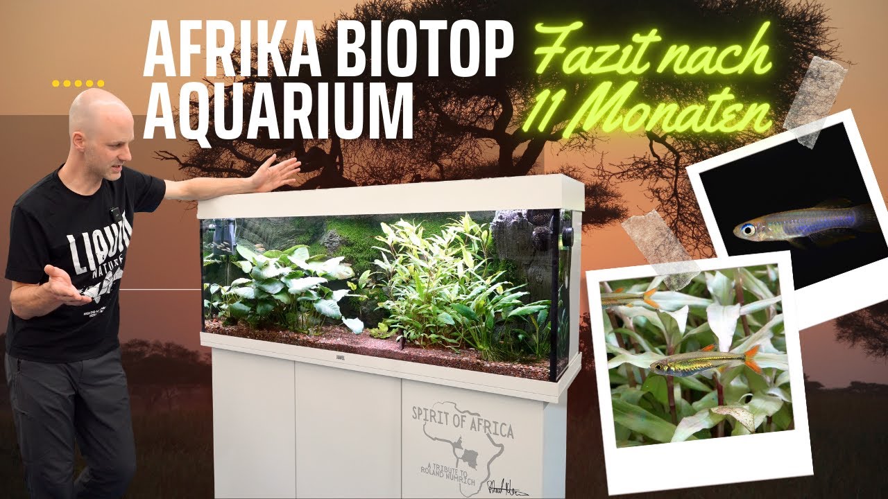 Neue Fische im Afrika Biotopaquarium | Spirit of Afrika Aquarium ...