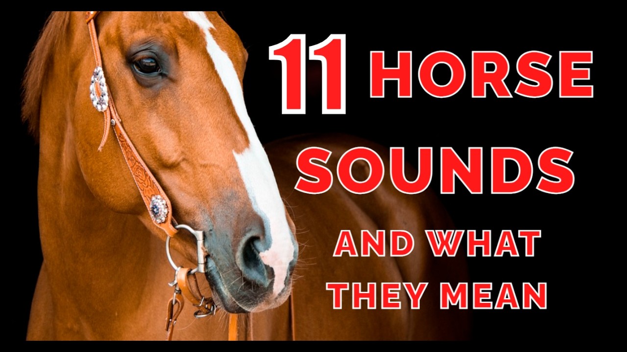 11 Horse Sounds Explained: Understand Your Horse’s Calls - YouTube