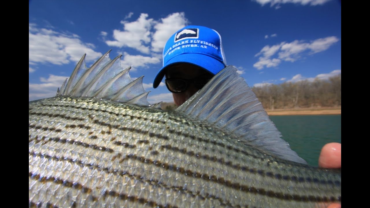 Hillbilly Coho: Chasing Stripes - YouTube