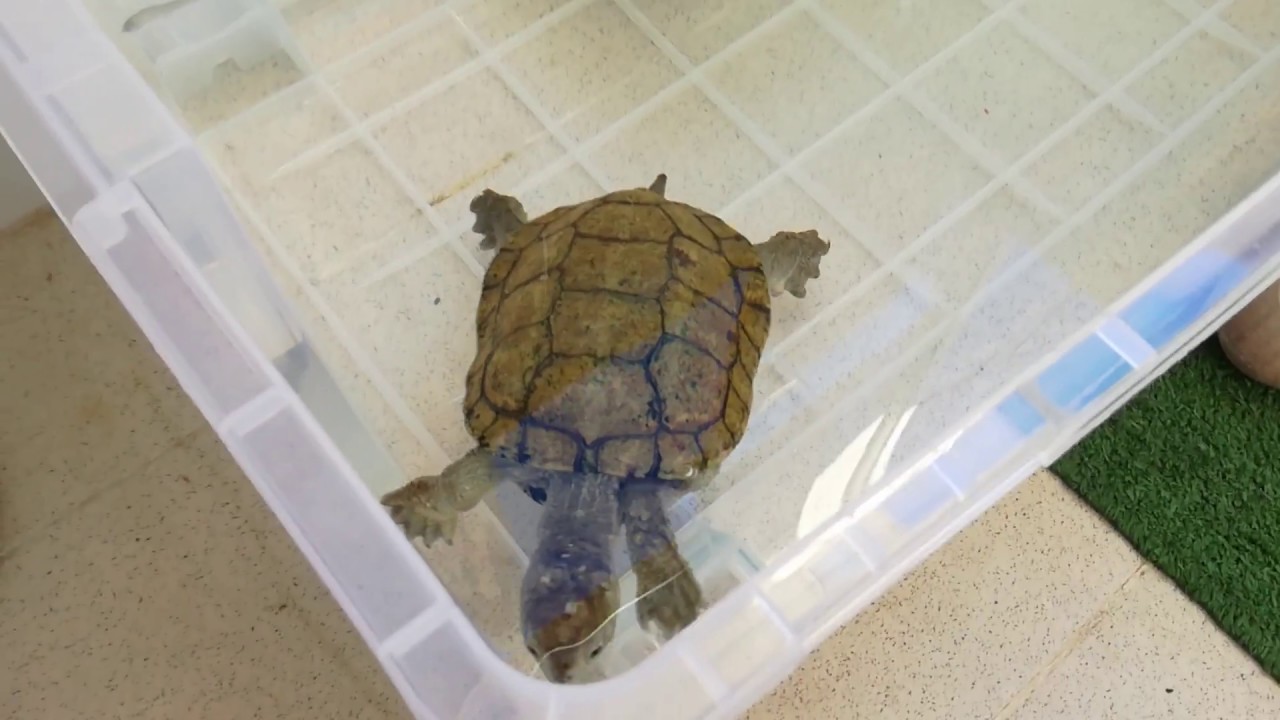 My terrapin's new home - YouTube