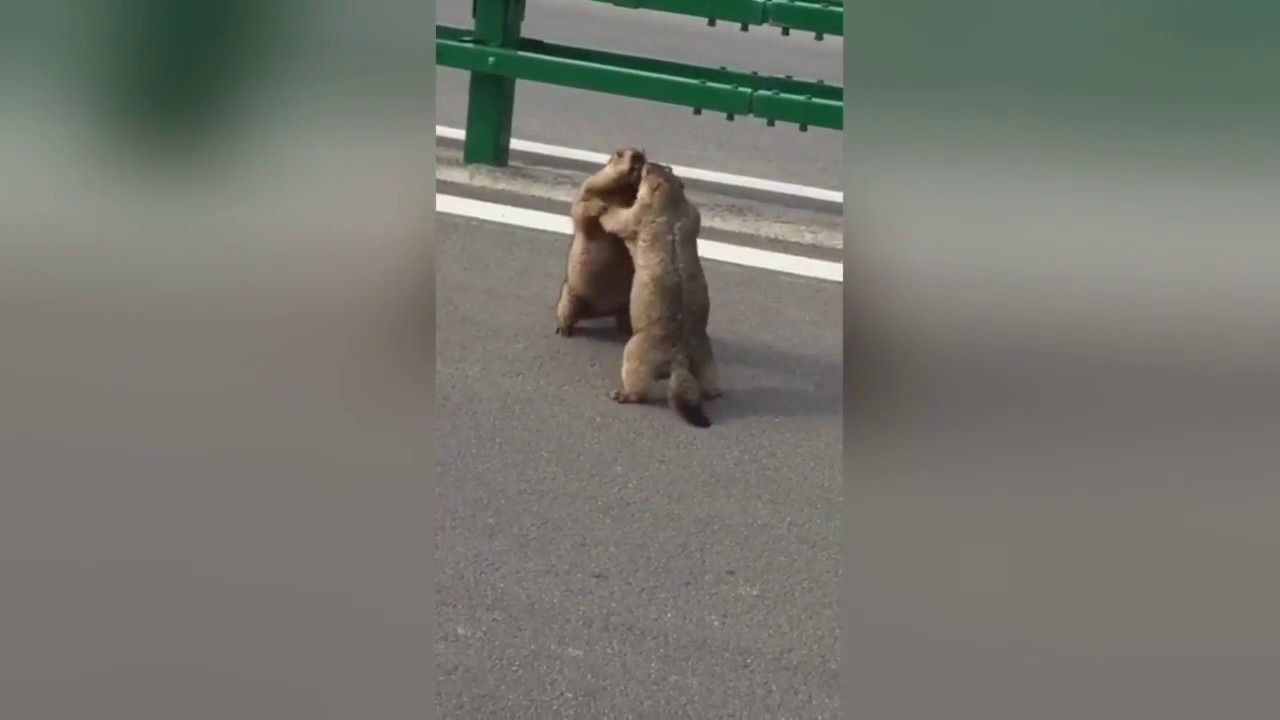 Massive Squirrels have Road Rage Battle on the Road 720p - YouTube