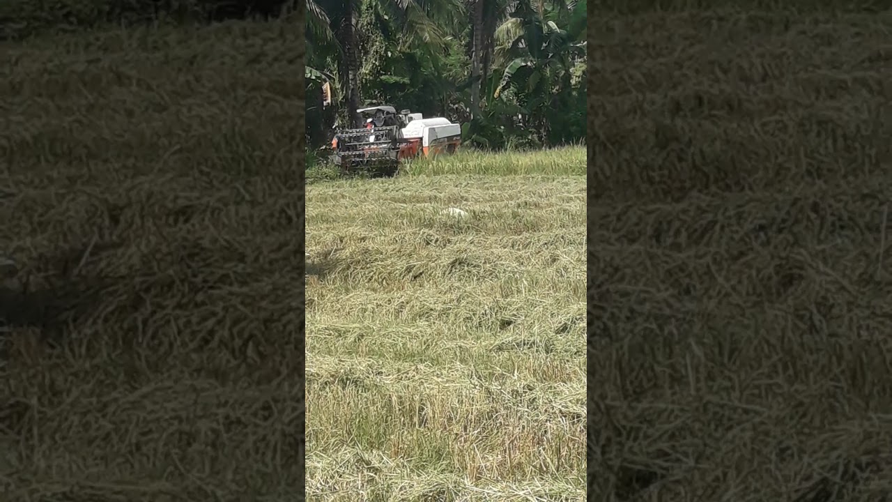 Harvesting palay - YouTube
