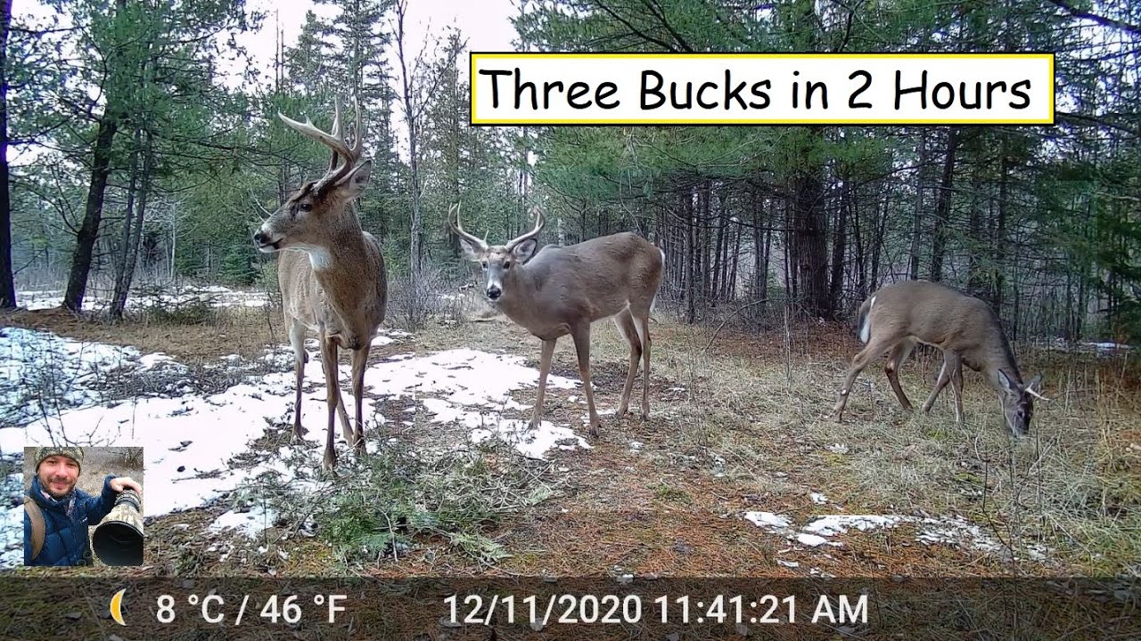 Whitetail Deer Parade At The Cedar and Scrape Trail Camera (3 Bucks In ...