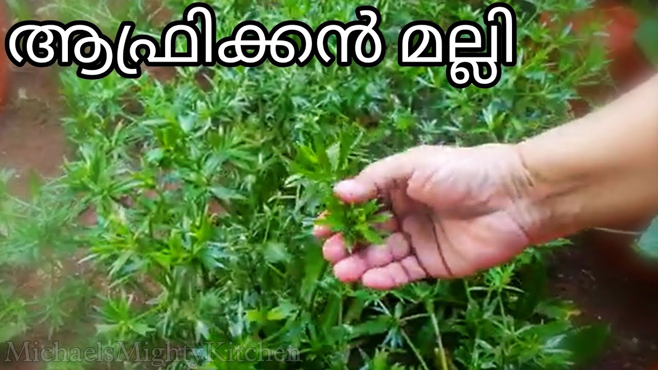 African Malli | African Coriander | ആഫ്രിക്കൻ മല്ലി - YouTube