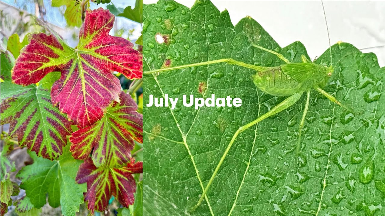 My Backyard Vineyard: Season 3: Episode 7: July Update - YouTube