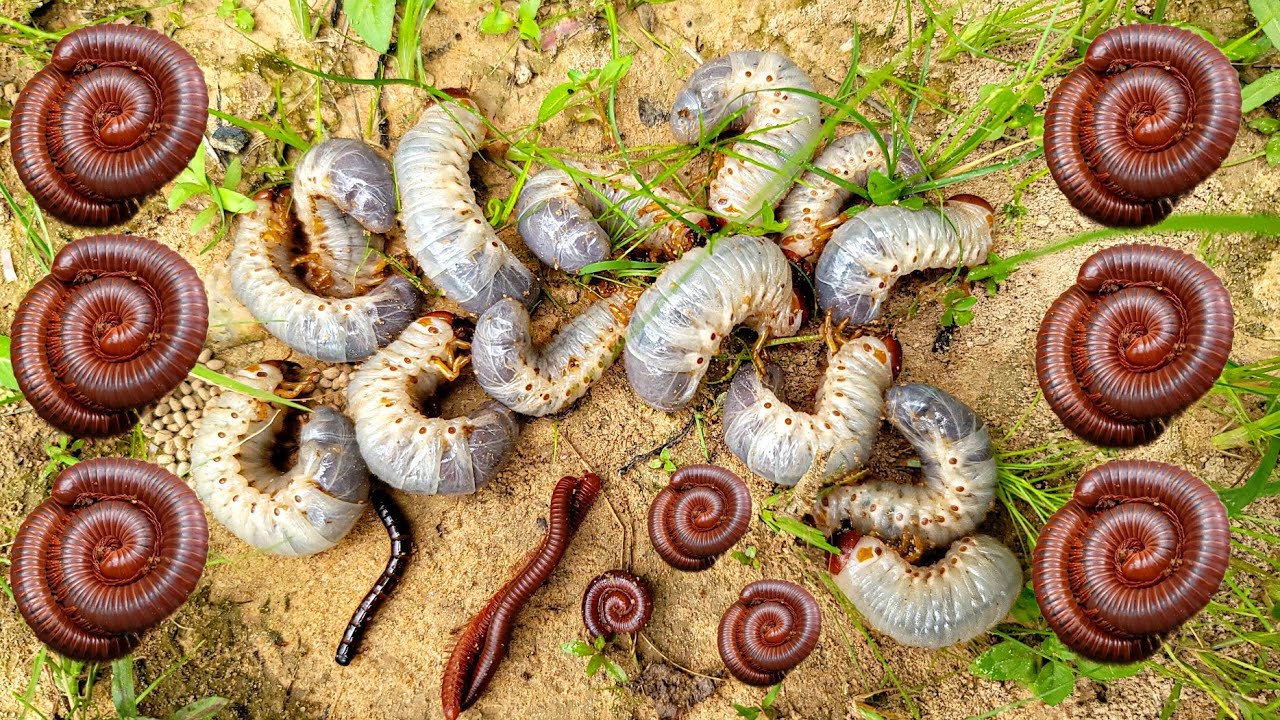Looking Insects Meet Beetles Worm,Red Millipede,Lava Worms In Coconut ...