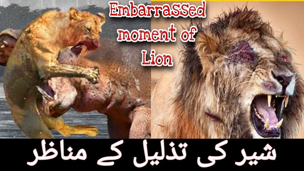 Embarrassed moments of Lion King 👑🤯😱|#viral - YouTube