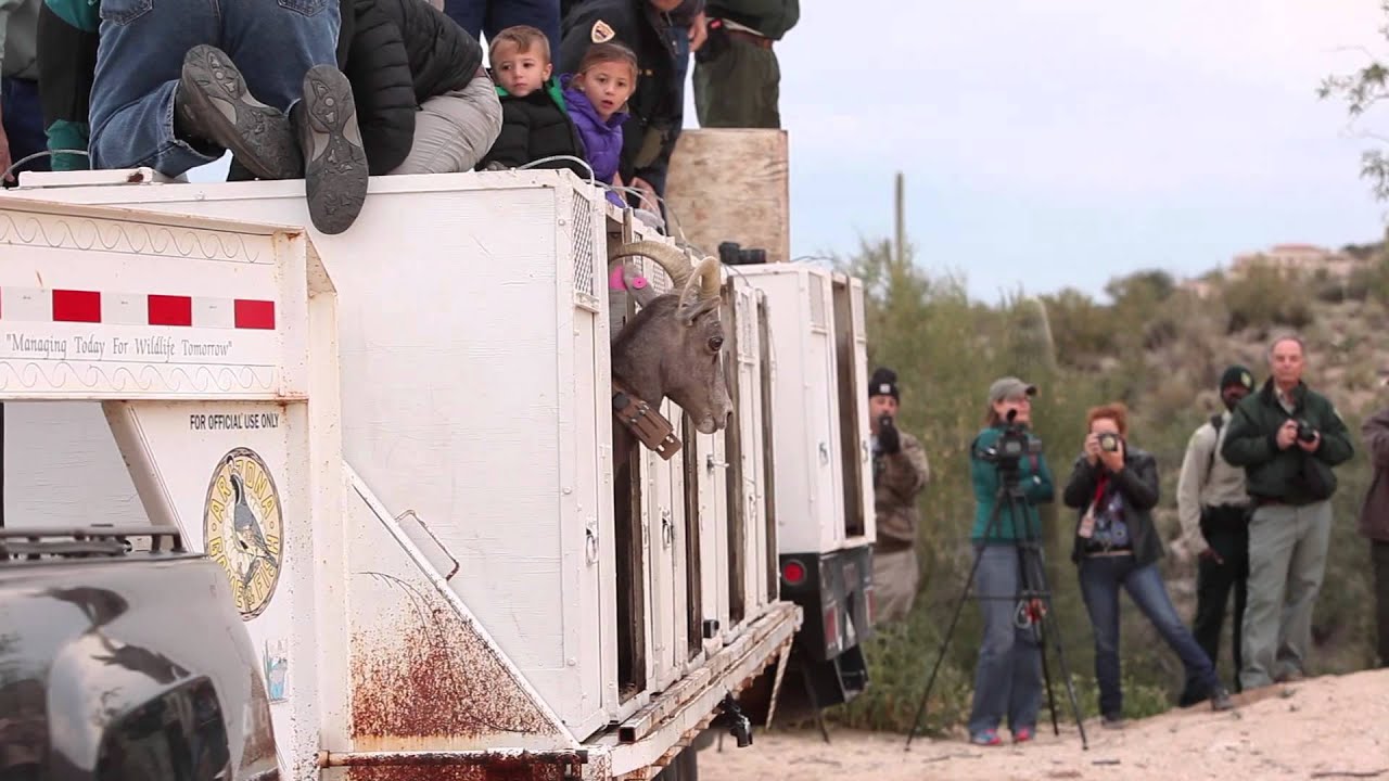 Catalina Bighorn Sheep Releases - YouTube