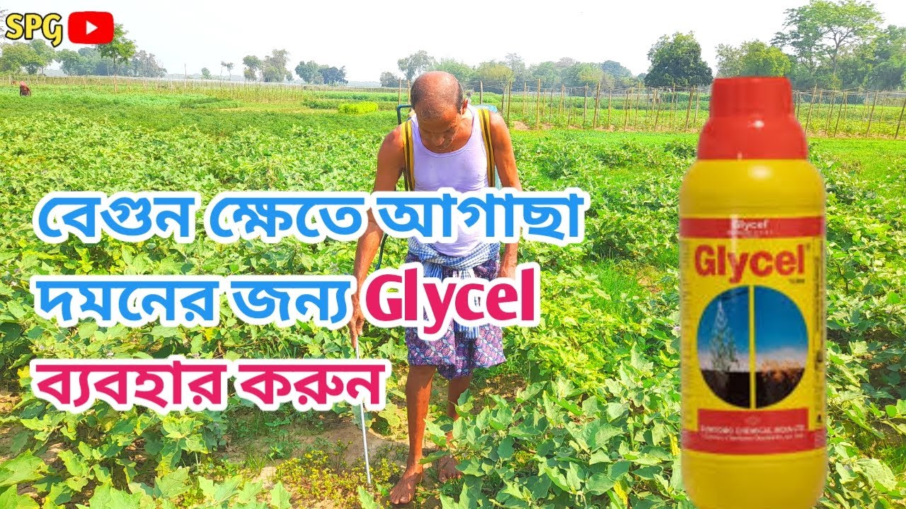 বেগুন ক্ষেতে আগাছা দমনের জন্য Glycel ব্যবহার করুন || spgagriculture - YouTube