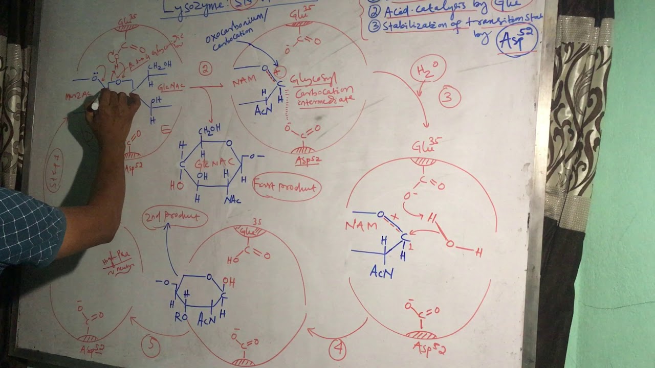 Dr_Santosh_Enzyme Class_5_8_Catalytic mechanisms Lysozyme_2 - YouTube