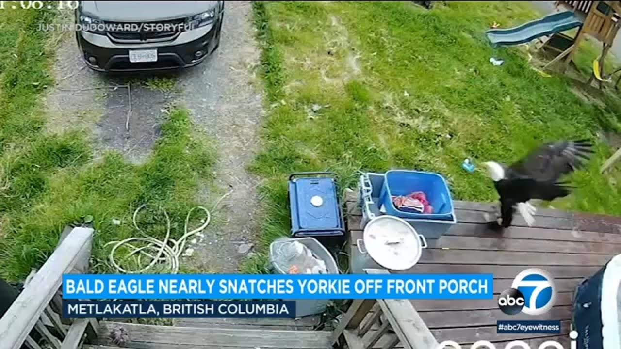 Video: Bald eagle snatches Yorkie off porch in Canada | ABC7 - YouTube