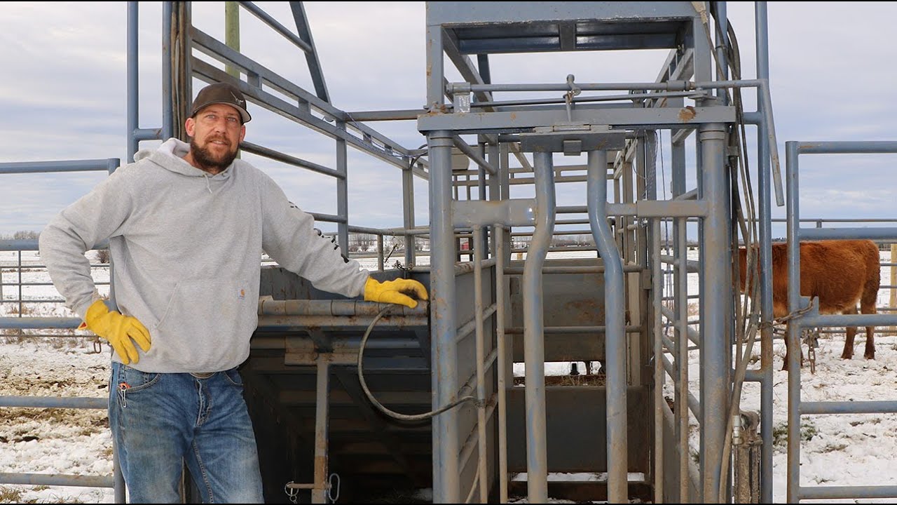 The Ranch Hand Livestock Handling System - YouTube