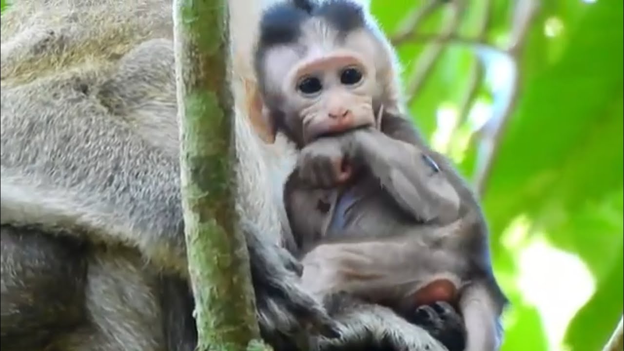 Maria Super Angry To Jason Allow & Play With Baby Mariel On The Tree ...