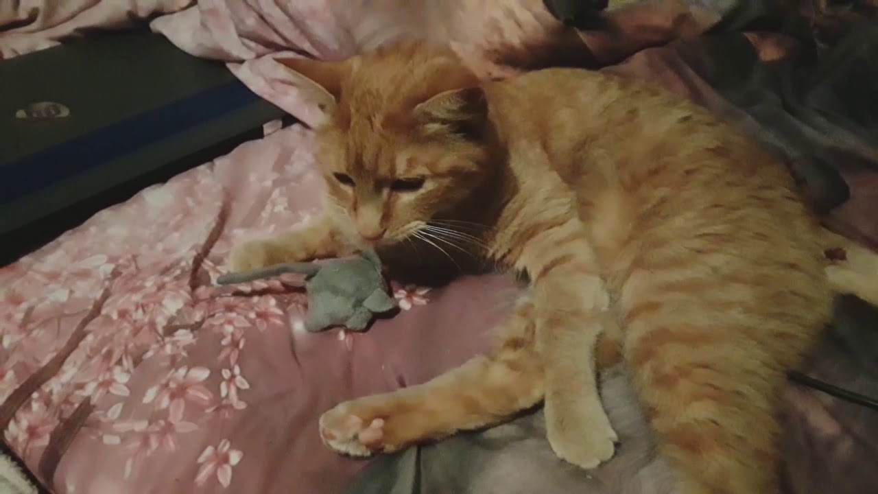 The cat exploded! - YouTube