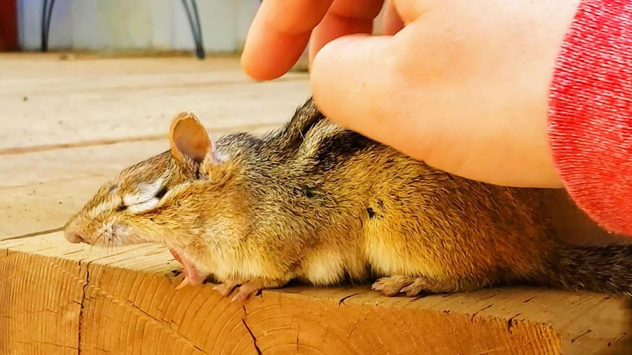 만져주면 하품은 하면서 장난은 안받아주는 다람쥐 주니 Yawning Chipmunk Joony's Not Interested ...