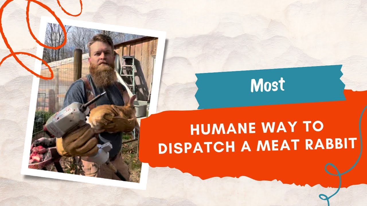 The most humane way to dispatch a meat rabbit - YouTube