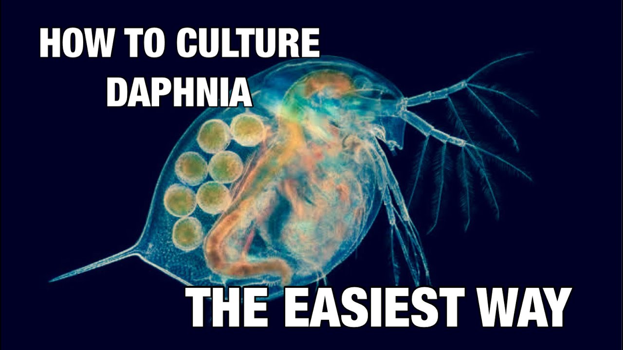HOW TO CULTURE DAPHNIA IN JUST 5 MINUTES (EASY AND COMPLETE GUIDE ...