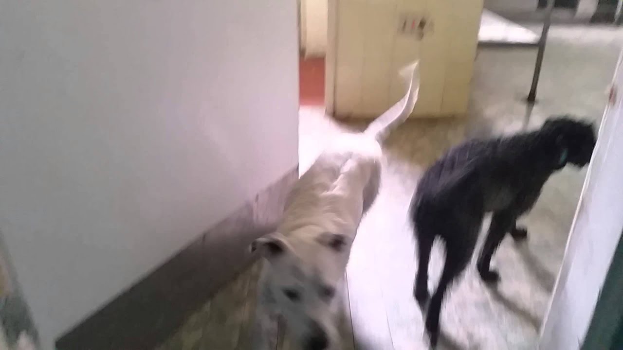 Inside old Callan Park mental hospital - YouTube