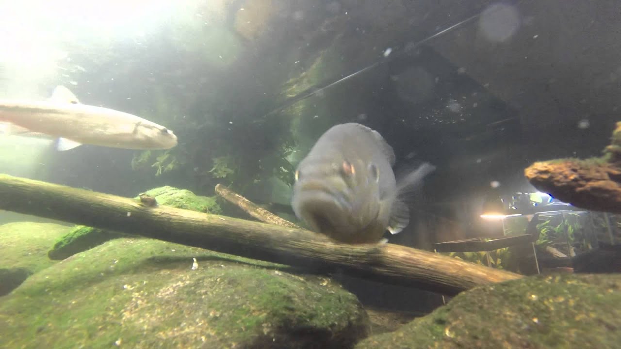 Tank Cam: Feeding my Sunfish and Dace in my Native Tank 9-15-15 - YouTube