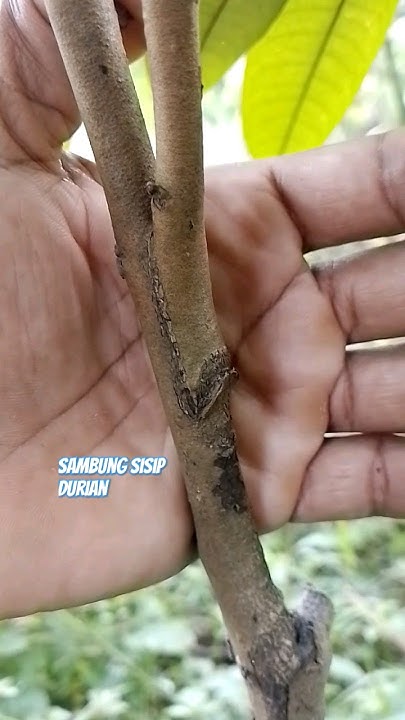 sambung sisip durian bawor di batang durian montong #fruit #shorts - YouTube