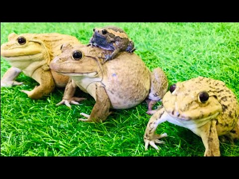 Amazing bullfrog protect cute rain frog 🐸 they are good friend - YouTube