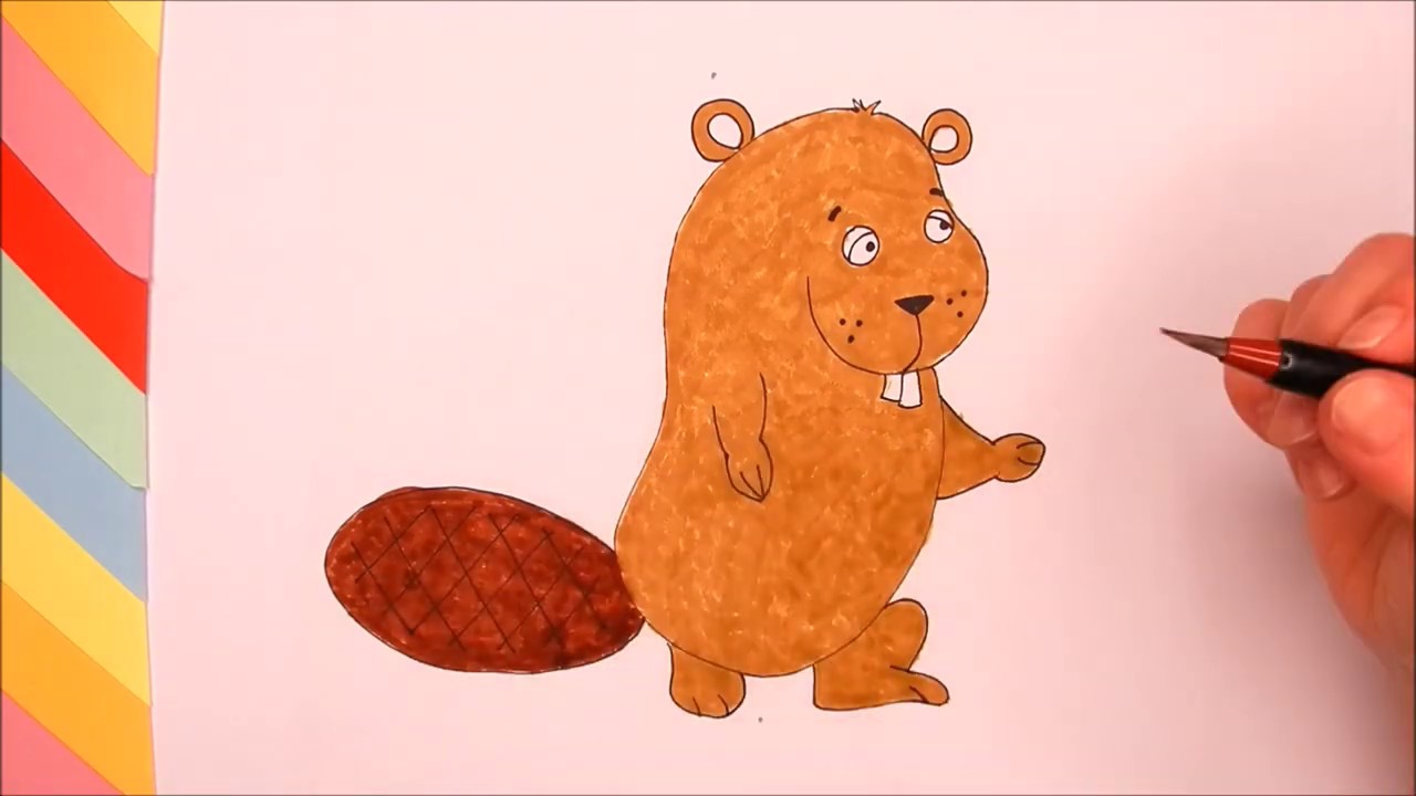 How to draw a beaver, castor, castoro - YouTube
