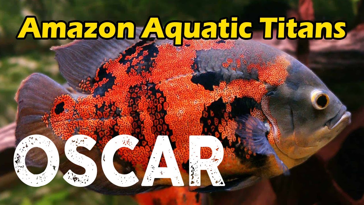 Oscar Fish: Unraveling the Secrets of These Vibrant and Intelligent ...