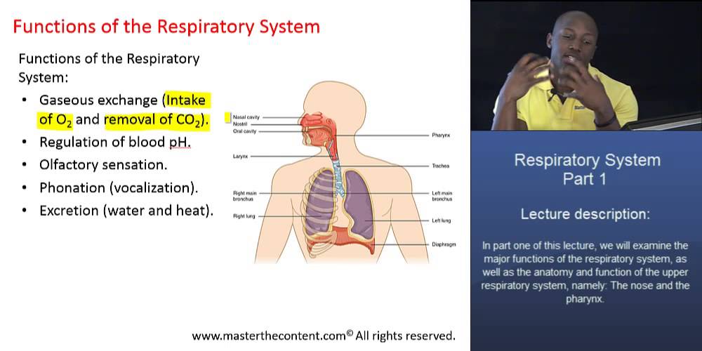 PCAT The Respiratory System Part 1 Major Functions Of The pcat-the-respiratory-system-part-1-major-functions-of-the