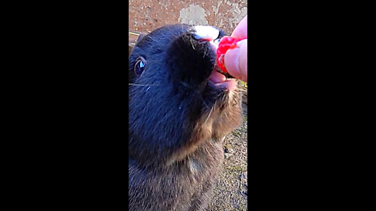 Rabbit Eating Raspberries in SLOW MOTION #Shorts - YouTube