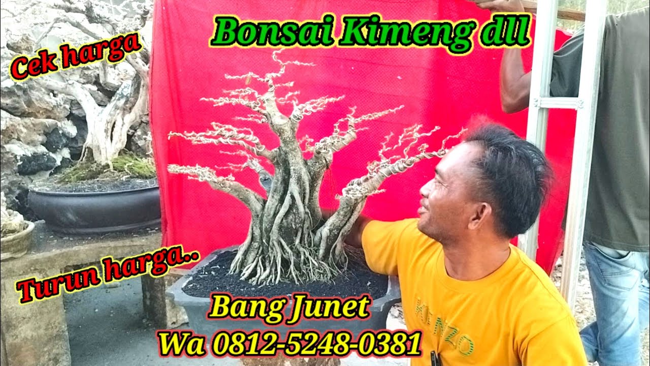 Cek Harga Bonsai milik Bang Junet Wa +62 812-5248-0381 - YouTube