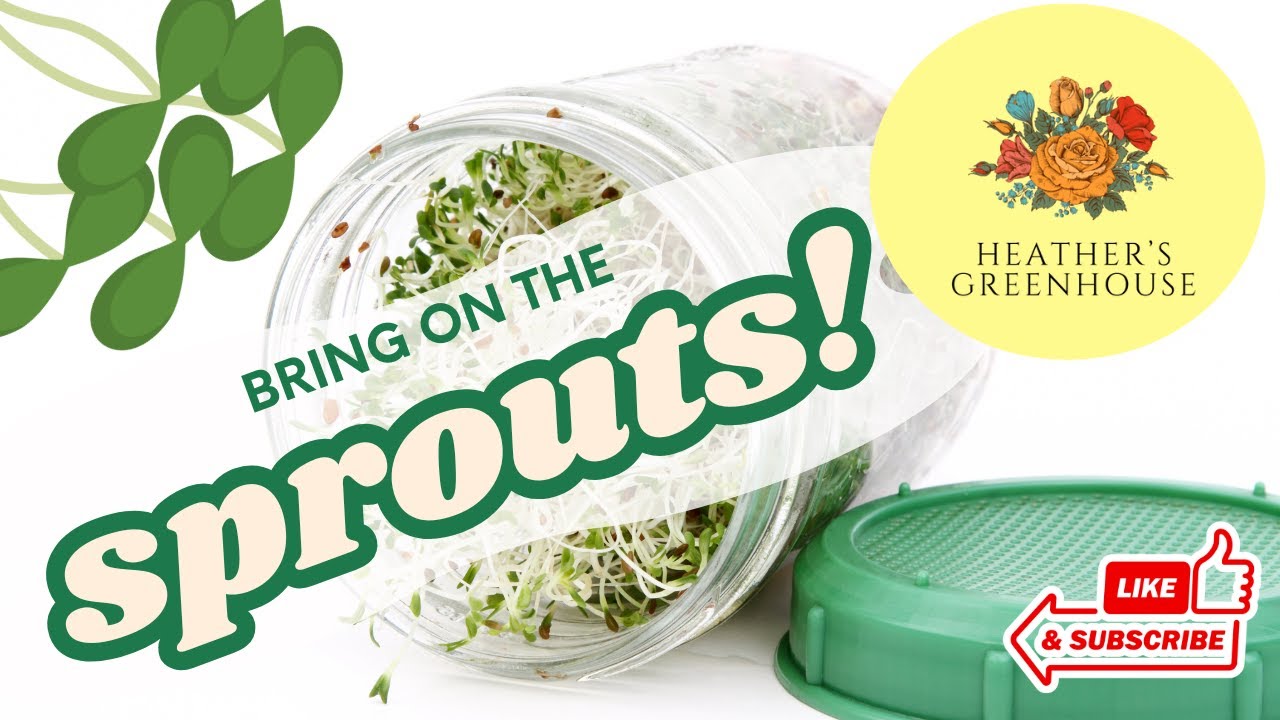 How to Grow Sprouts in a Jar When It’s Too Cold Outside to Garden ...